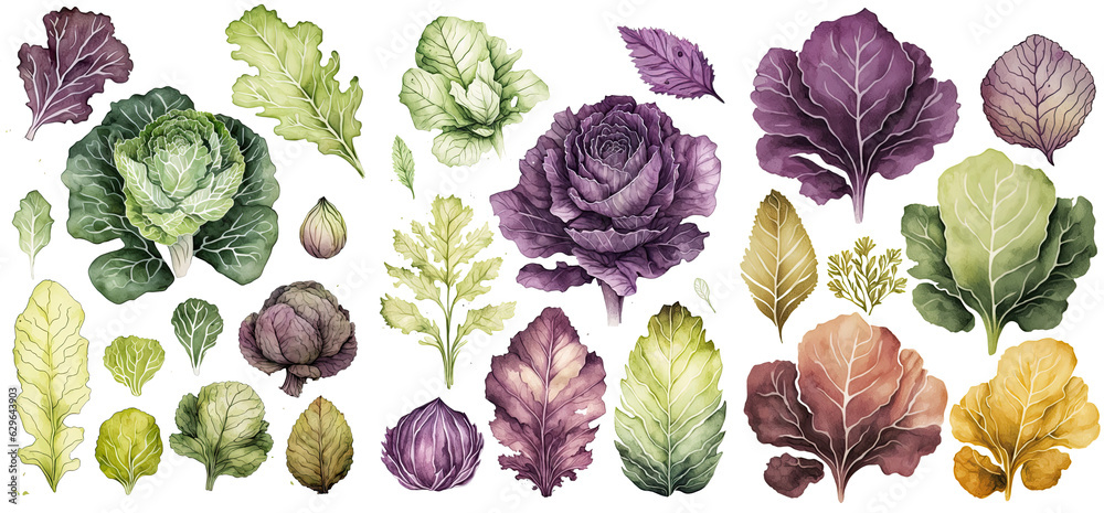Set of Cabbage watercolor collection of hand drawn, Cabbage purple and ...