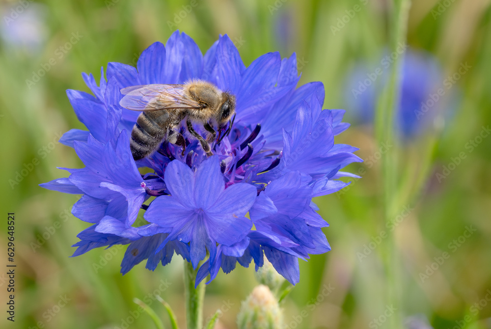 Poster Honey Bee - Apis mellifera, common popular eusocial flying ...