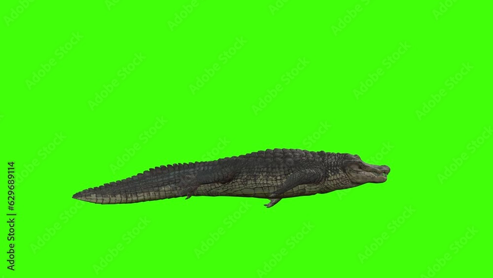 one 3d alligator loop swimming animation walk cycle side view on the ...