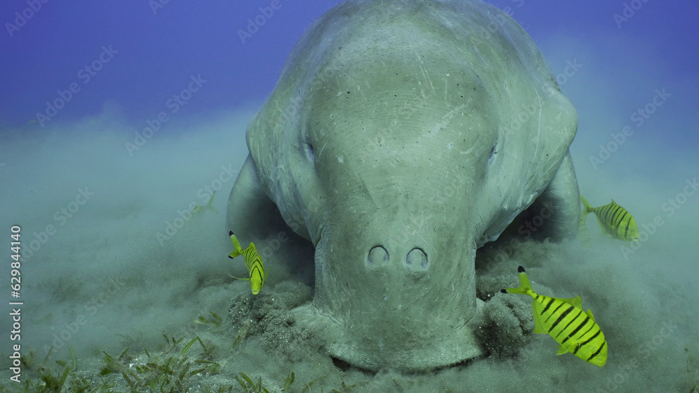 Portrait of Sea Cow eating algae on seagrass meadow. Dugong (Dugong ...