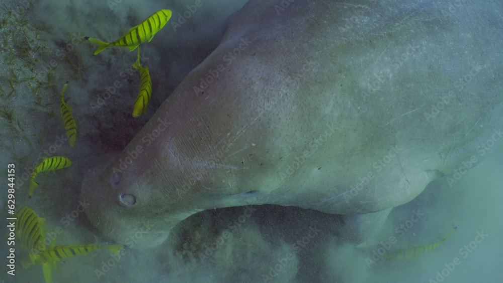 Top view of Dugong or Sea Cow (Dugong dugon) accompanied by school of ...