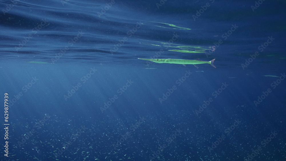 Sea Needle or Garfish swims under surface of blue water in sunburst on ...