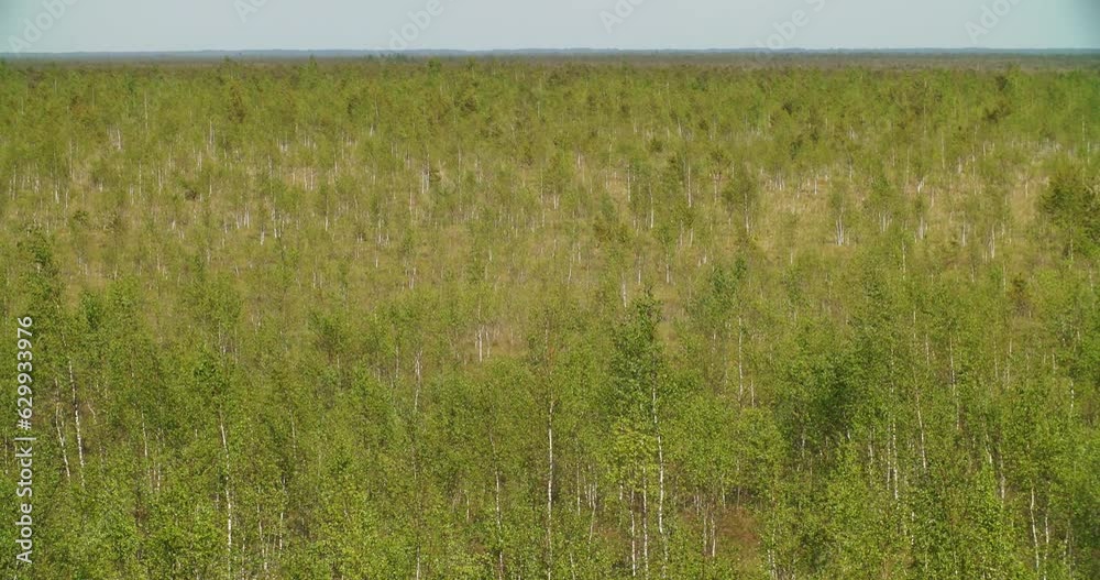 Vidéo Stock Raised Bogs Swamp. Nature Background. Raised Bogs, Also ...