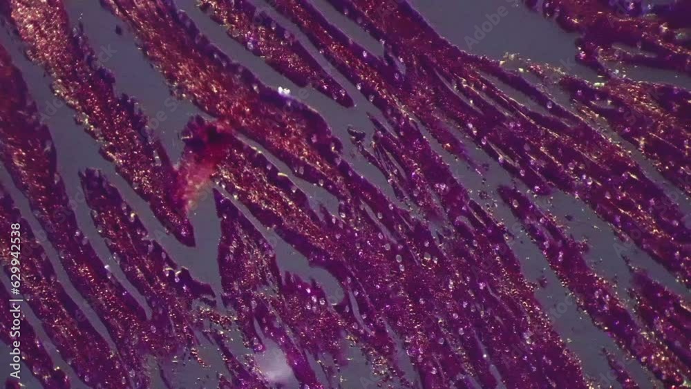 Laboratory sample of human jejunum in section magnified for medical ...