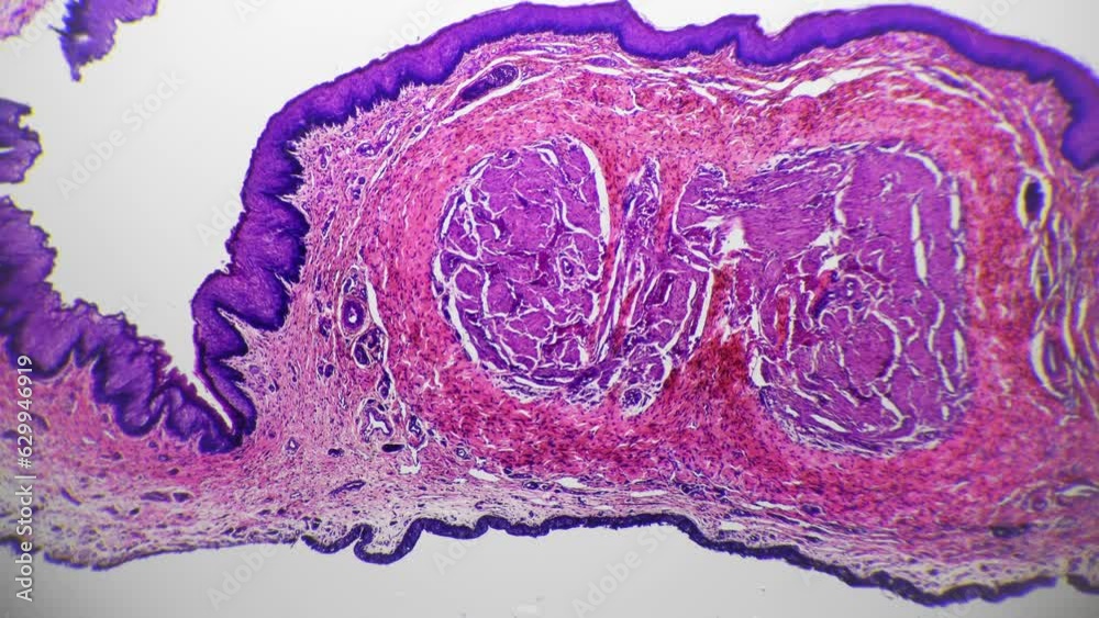 Human penis in cross section filmed under microscope 40x against bright ...