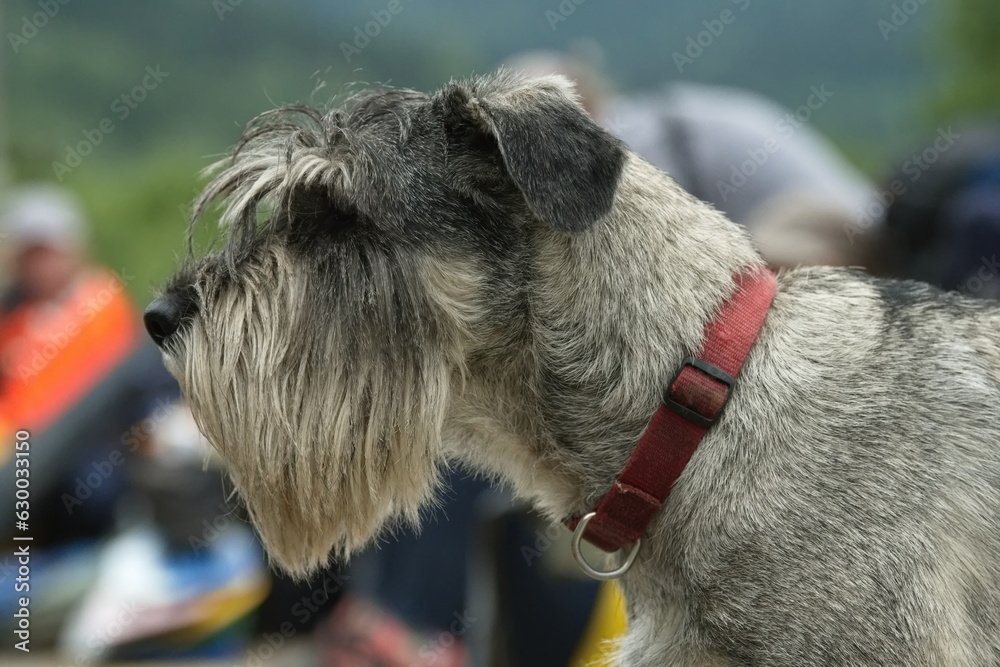 Russia. Kuzbass. The Mittelschnauzer is a guard dog breed, the average ...