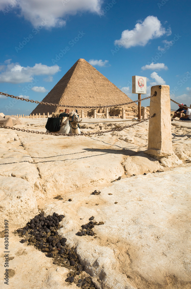 Giza, Egypt - October 17, 2022: Camel poop at Giza necropolis, pyramid ...