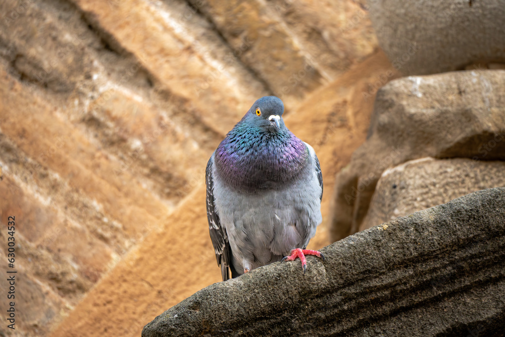 Colorful, grey, metallic blue and purple dove with all its detailed ...