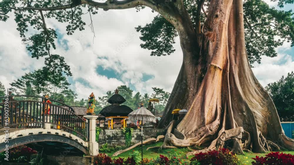 Bali temple near big 700 years old Bayan Ancient Tree with more than 50 ...