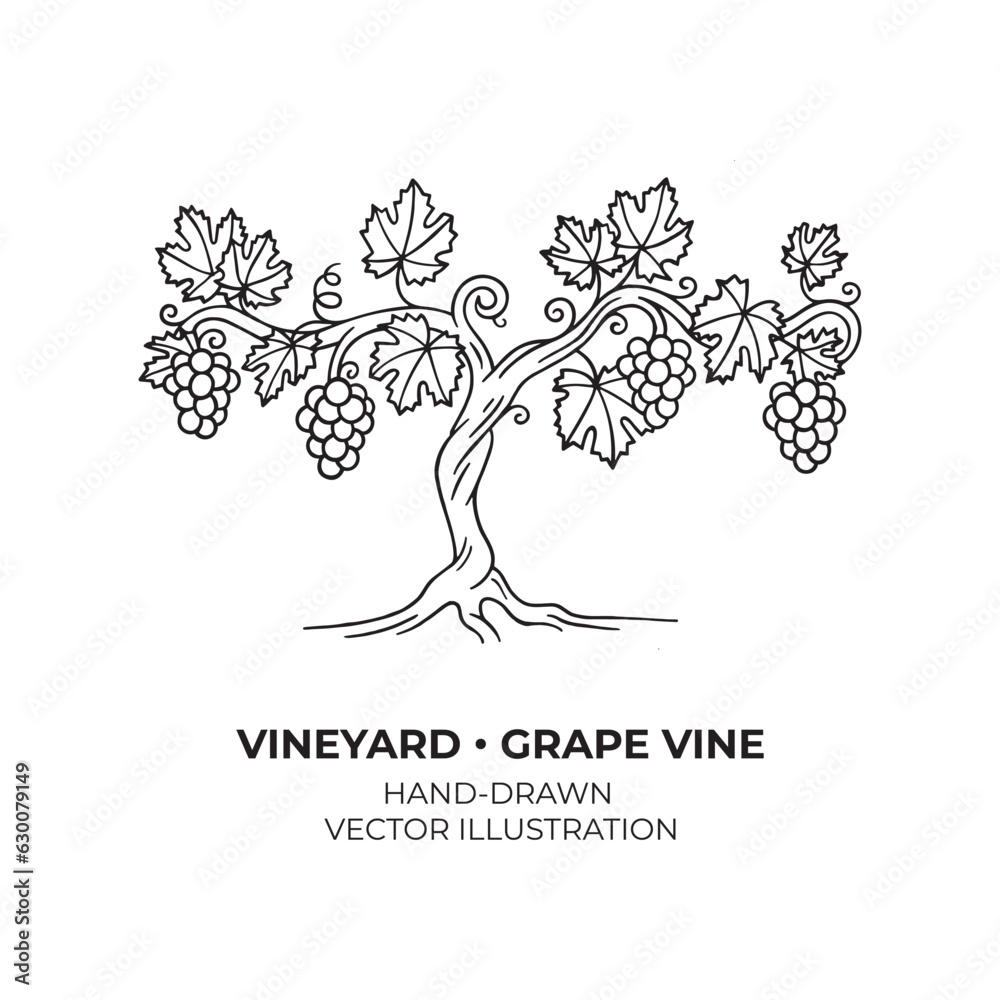 Grapevine. A hand-drawn vineyard vector illustration, captured in an ...