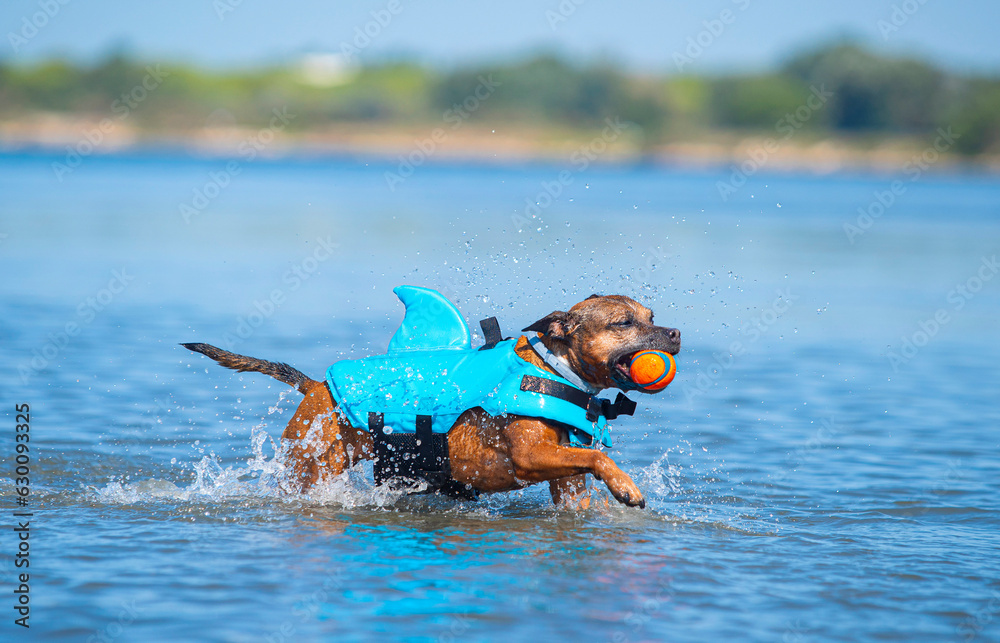 staffordshire bull terrier swimming with a life jacket Stock Photo ...