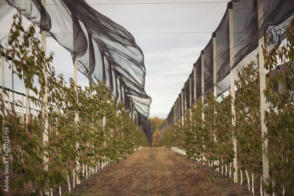 Orchard with garden safety netting.Black ANTI BIRD NET. Mesh Safety ...