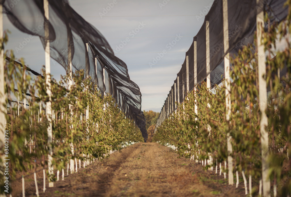 Orchard with garden safety netting.Black ANTI BIRD NET. Mesh Safety ...