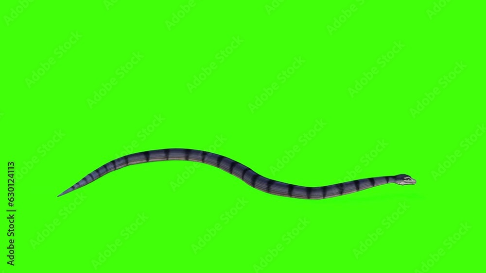 3D realistic anaconda snake crawling with side view on the green screen ...
