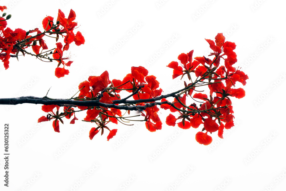 Delonix regia is a species of flowering plant in the bean family ...