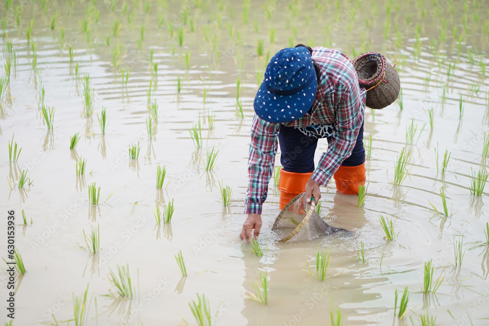 Asian woman farmer holds fishing net and creel to find freshwater algae ...