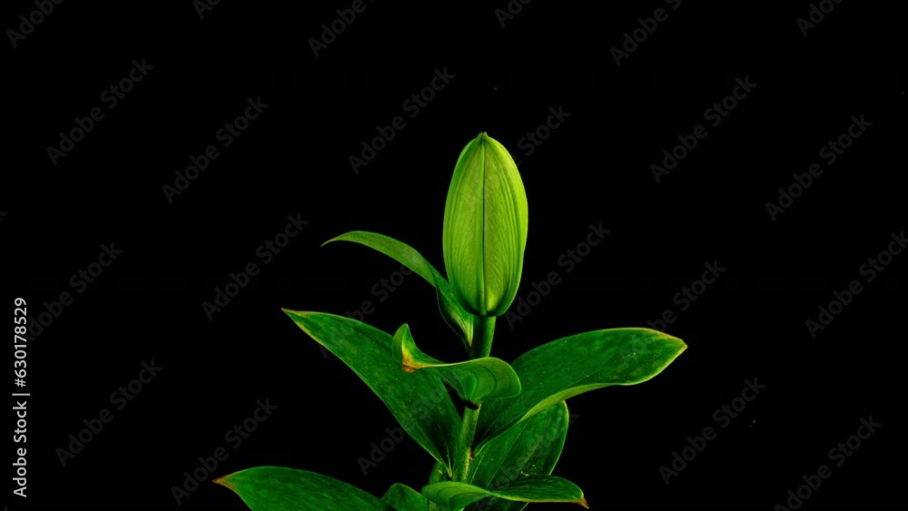 Lily flower open. White Day-lily opening bud over white background ...