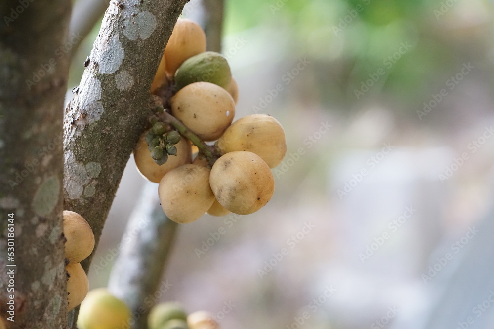 Longkong fruit is a medium-sized fruit with small brown granules, sweet ...