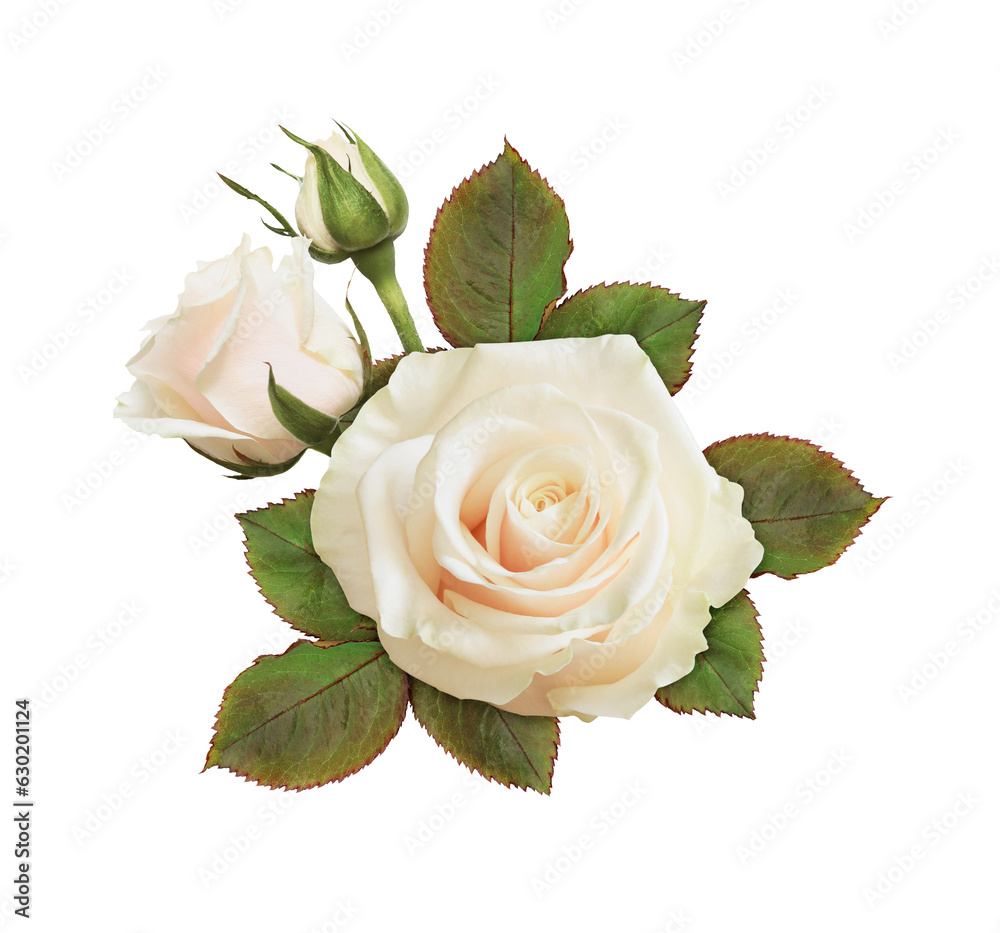 Floral arrangement with cream rose flowers isolated on white or ...
