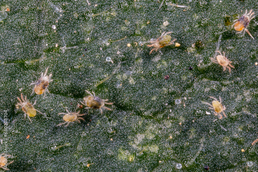 Tetranychus urticae ( red spider mite or two-spotted spider mite) is a ...