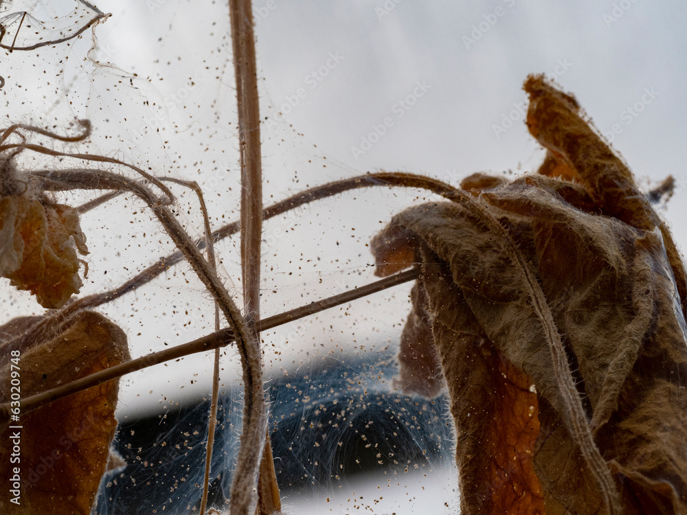 Tetranychus urticae ( red spider mite or two-spotted spider mite) is a ...