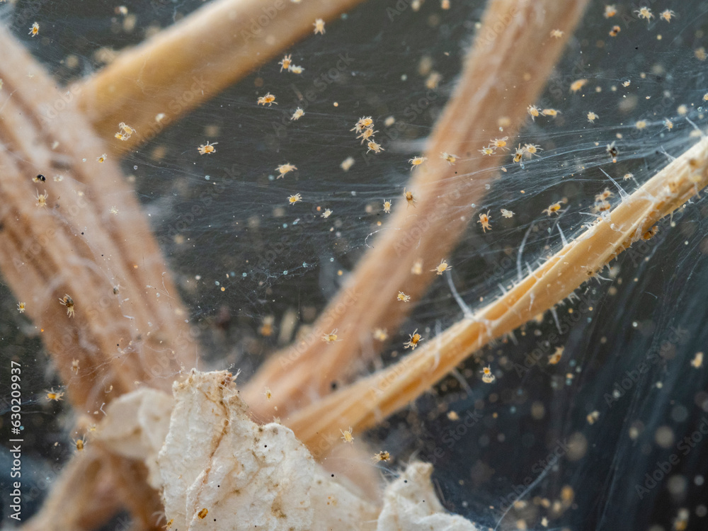 Tetranychus urticae ( red spider mite or two-spotted spider mite) is a ...