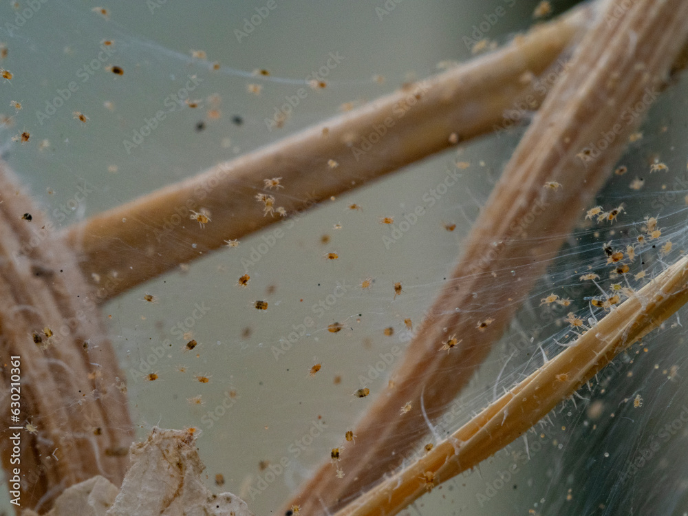 Tetranychus urticae ( red spider mite or two-spotted spider mite) is a ...