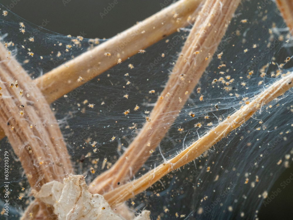 Tetranychus urticae ( red spider mite or two-spotted spider mite) is a ...