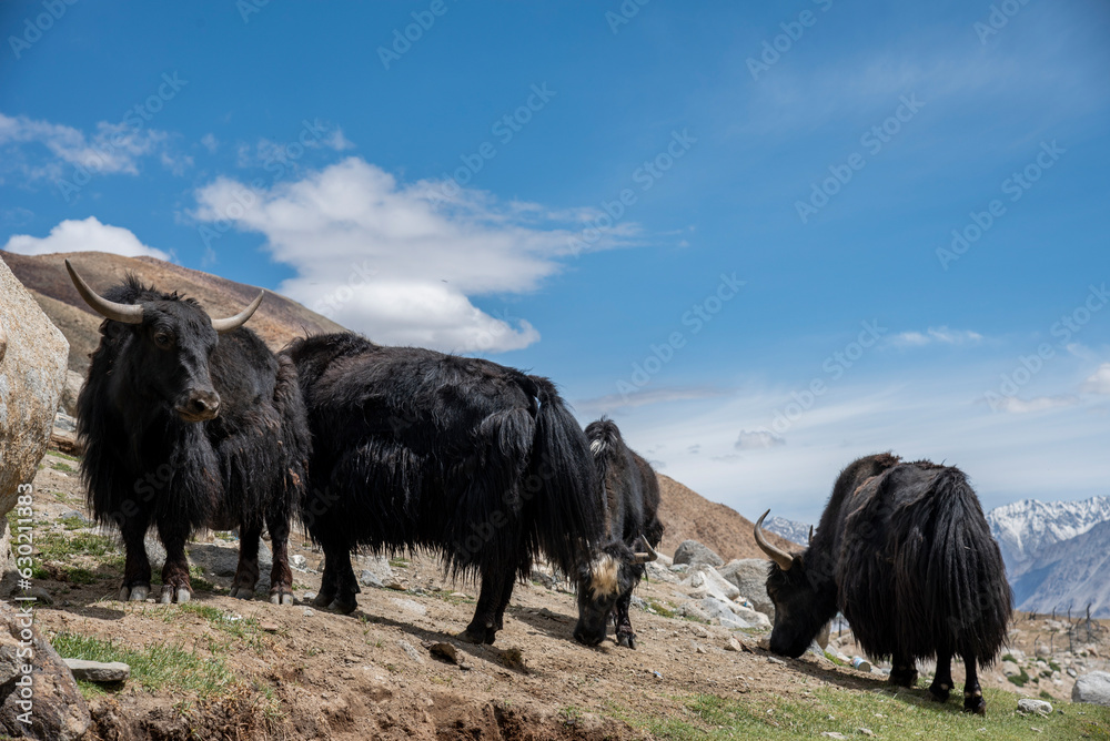 The Yak is one of the most important domestic animals in Tibet Stock ...