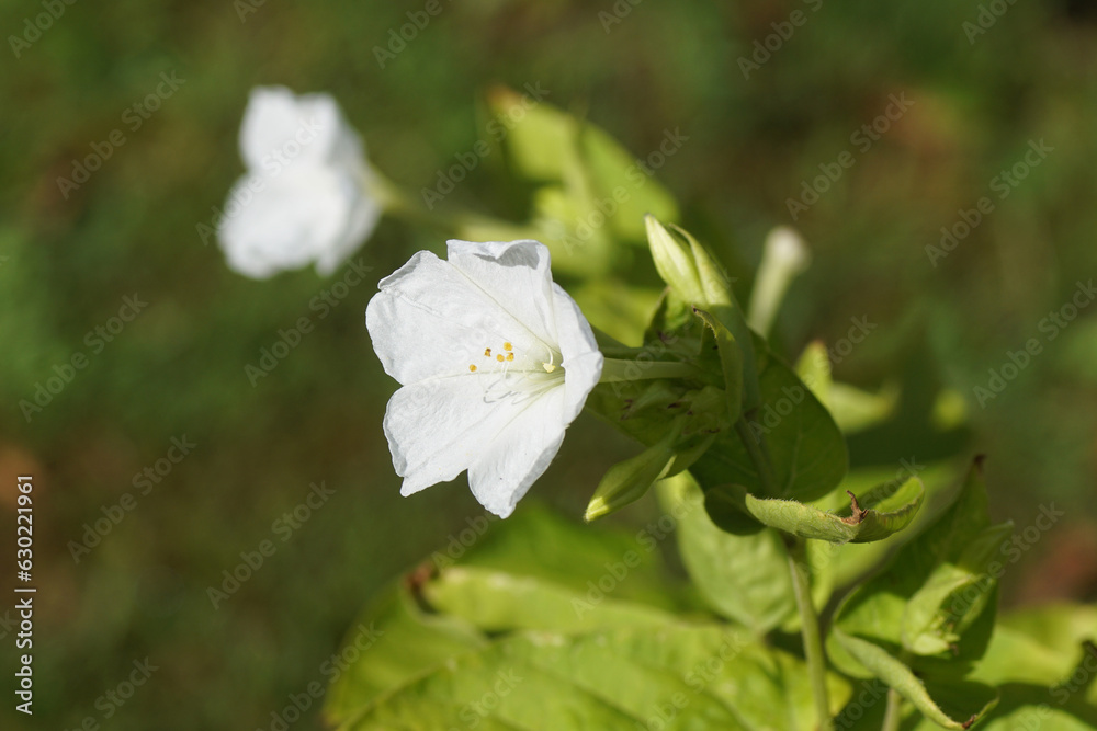 Open white flowers of marvel of Peru, four o'clock flower (Mirabilis ...