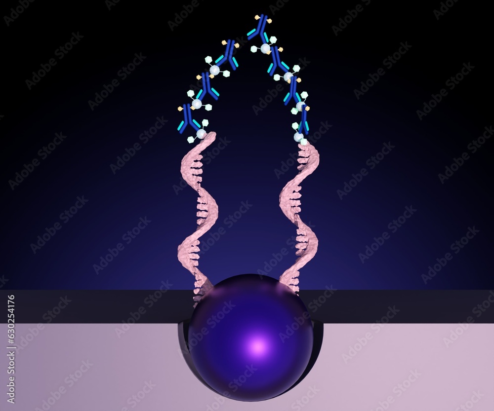 The Infinium Whole Genome Genotyping Assay Is Designed To Interrogate Many Single Nucleotide