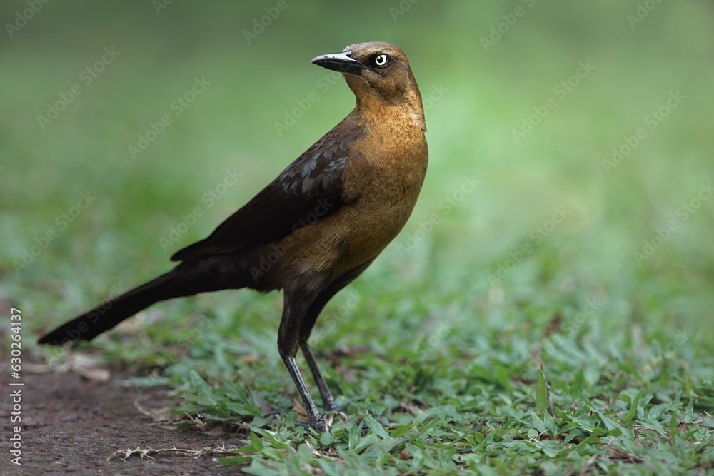 Quiscalus mexicanus, Great-tailed Grackle, common bird from Central ...