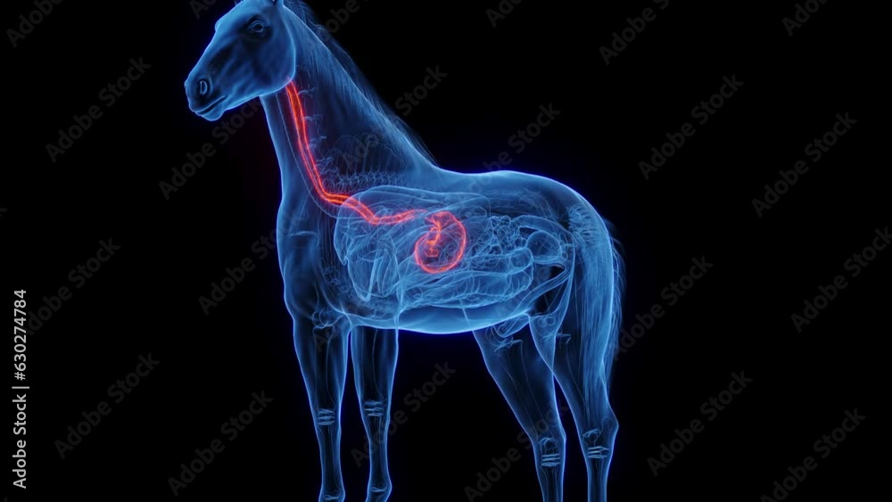 Animation of a horse's stomach and esophagus Stock ビデオ | Adobe Stock