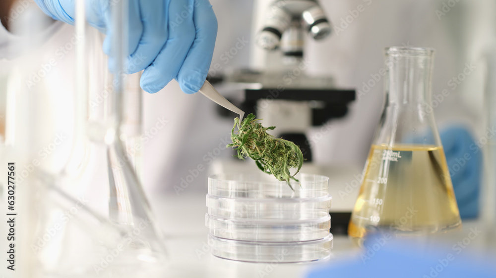 Cannabis buds are examined under microscope and hemp oil. Marijuana ...