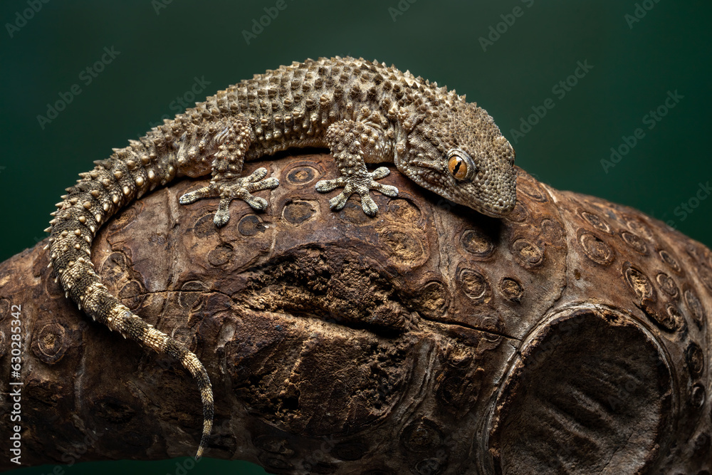 Crocodile Gecko (Tarentola mauritanica) is a robust gecko. It gets its ...