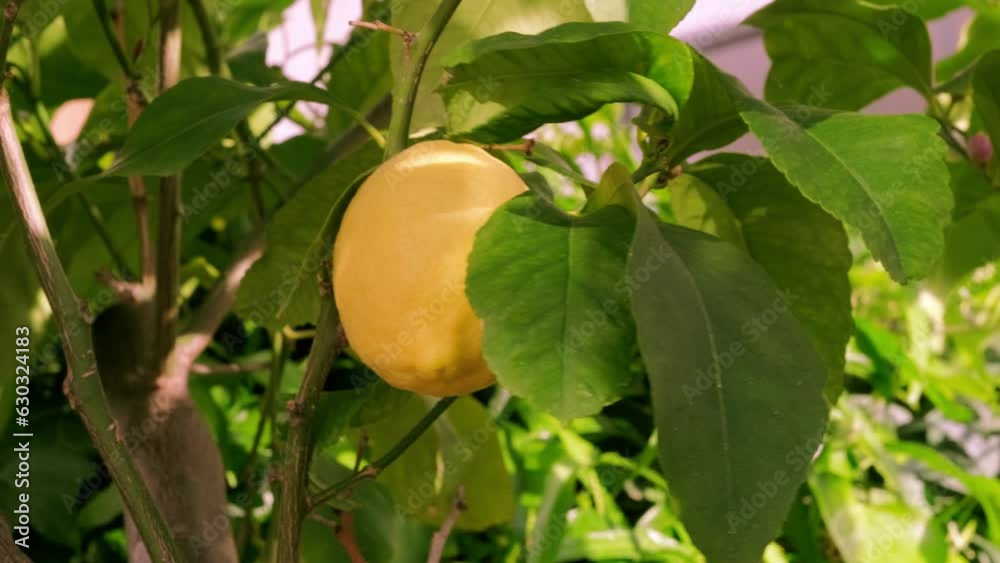 male hand touches fruits of lemon tree of genus Citrus of Rutaceae ...