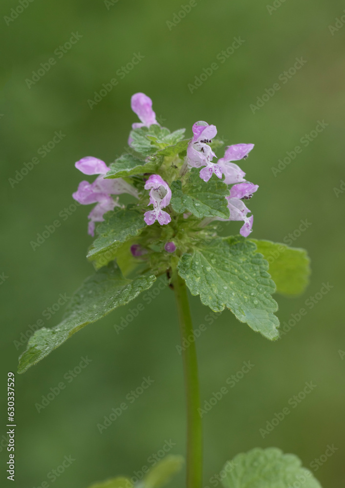 Lamium purpureum, known as red dead-nettle, purple dead-nettle, or ...