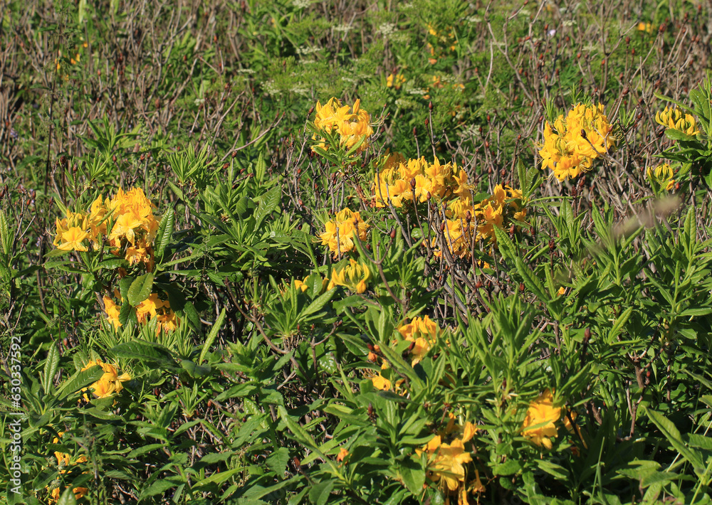 Rhododendron luteum, the yellow azalea or honeysuckle azalea, is a ...