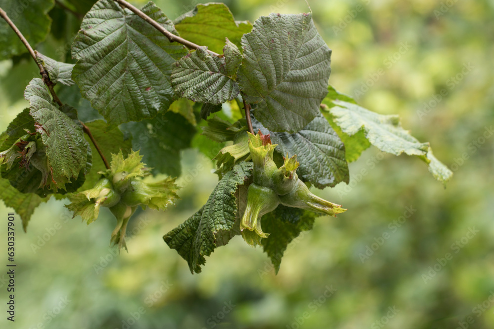 Hazelnut husk on a twig of hazel tree. Corylus avellana, the common ...