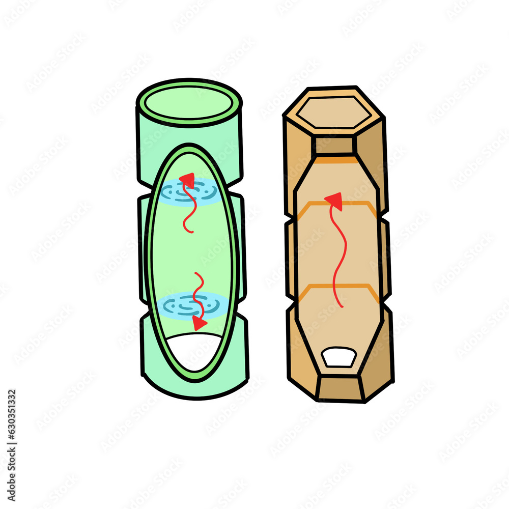 Xylem And Phloem Diagram Science Education Science
