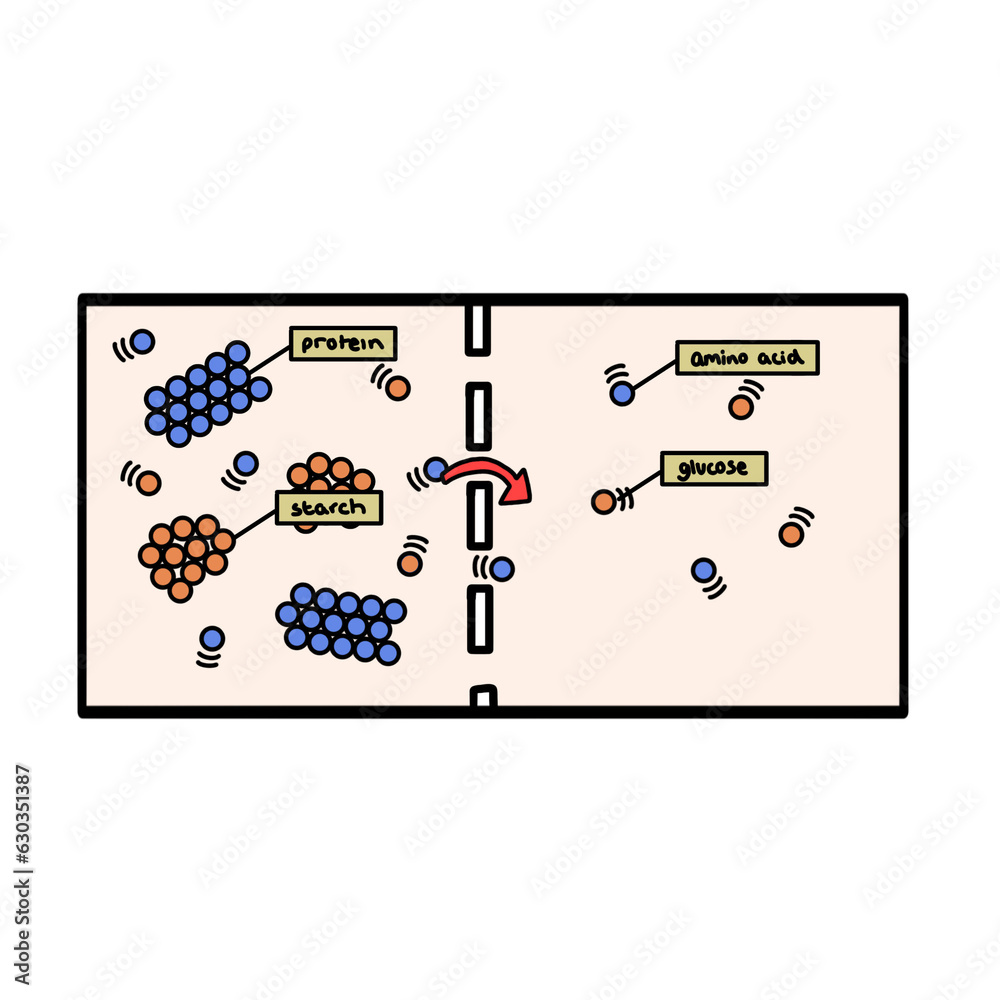 Proteins Starch Breaking Down To Pass Through Cell Membrane Science ...