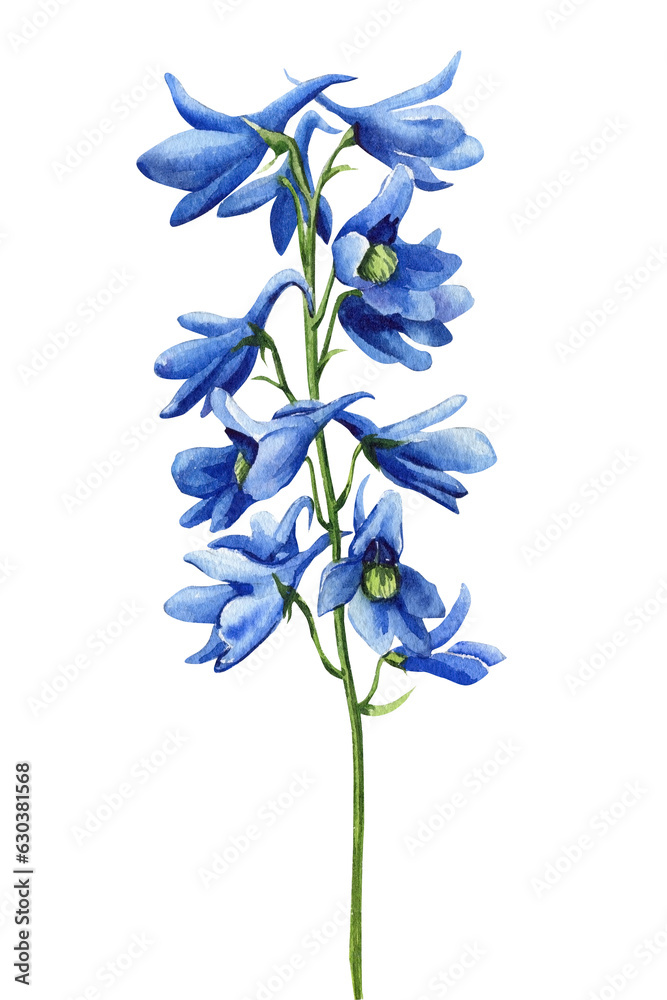 Blue flower. Watercolor hand drawing flora, botanical illustration ...