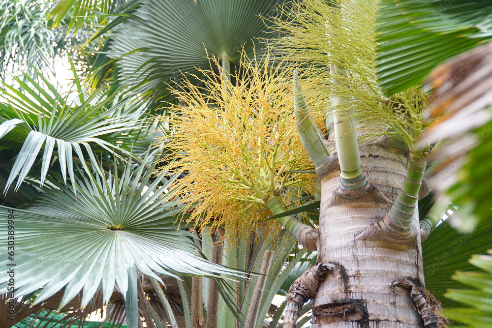 The Cherry Palm is a hybrid of the Champagne palm and the feather ...
