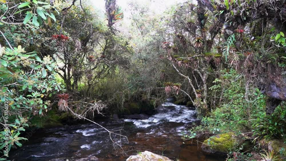 Polylepis trees growing in high altitude forests in the Cajas national ...