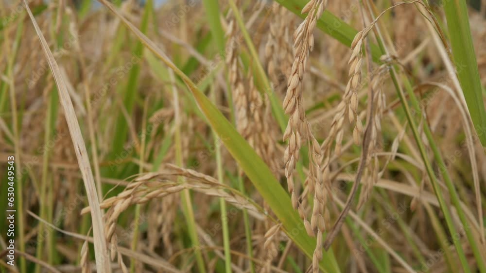 Organic paddy rice plantation in farm of agriculture, golden rice tree ...