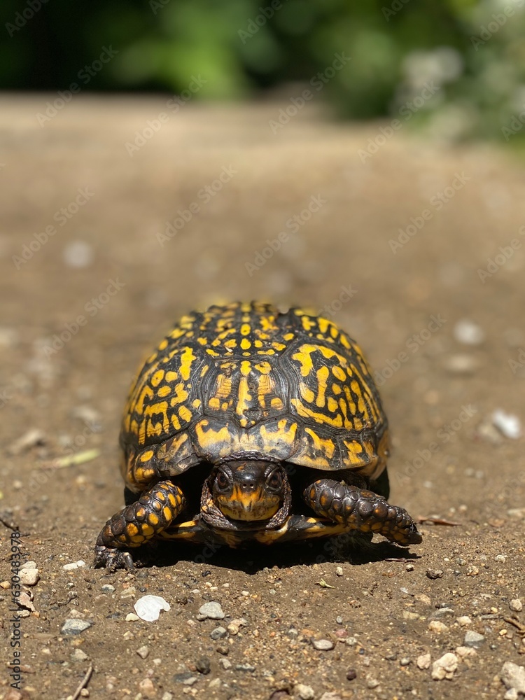 Eastern box turtle on brown soil Stock Photo | Adobe Stock