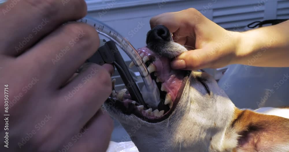 The veterinarian performs intubation of the dog under anesthesia before ...