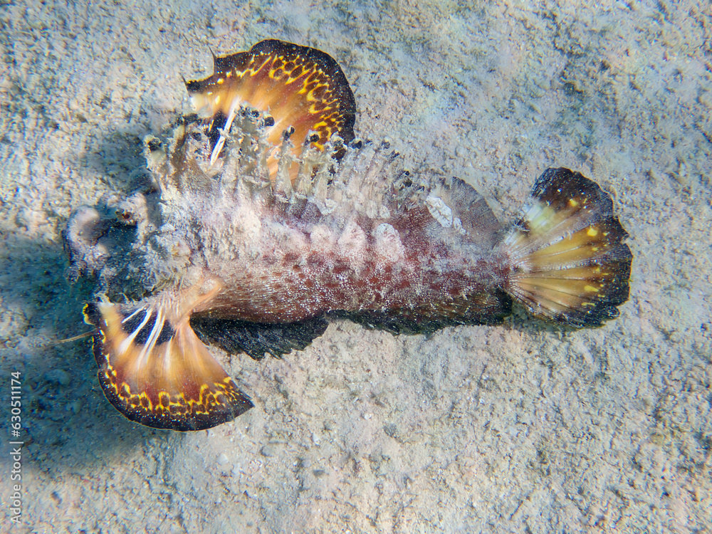 Inimicus filamentosus, also known as the filament-finned stinger ...
