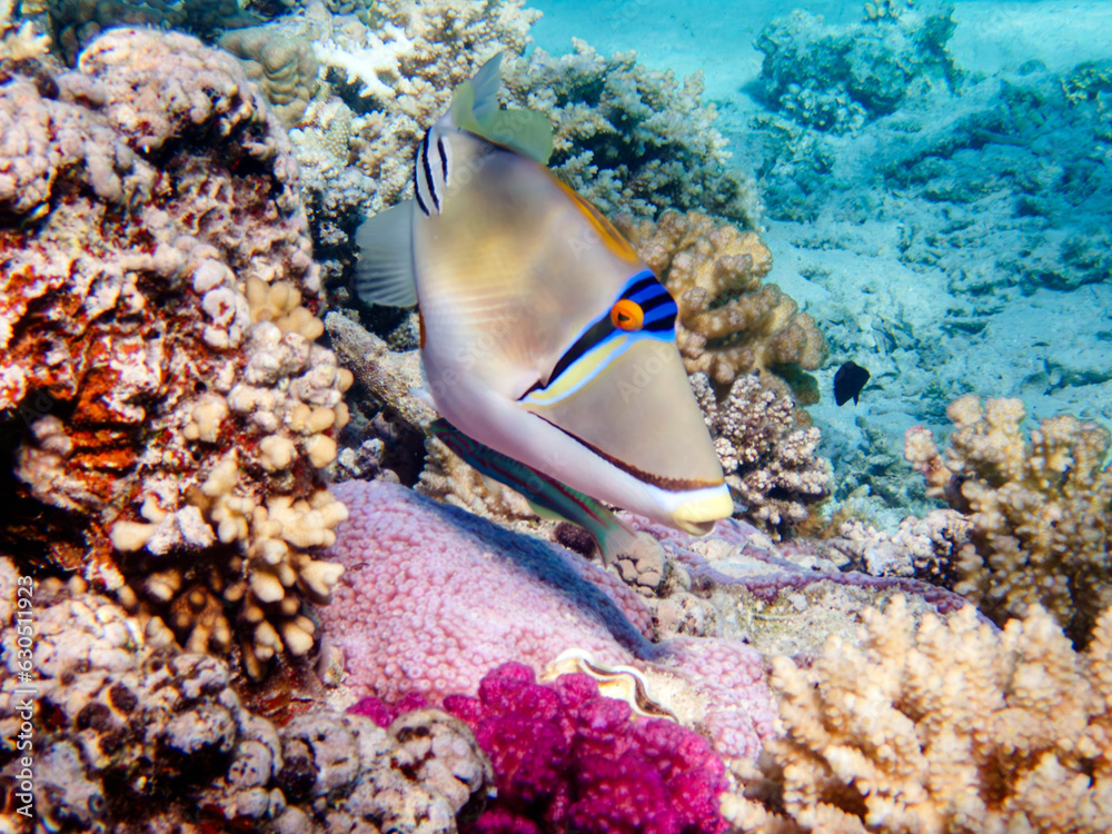 Foto de Picasso lagoon triggerfish (Rhinecanthus aculeatus), underwater ...
