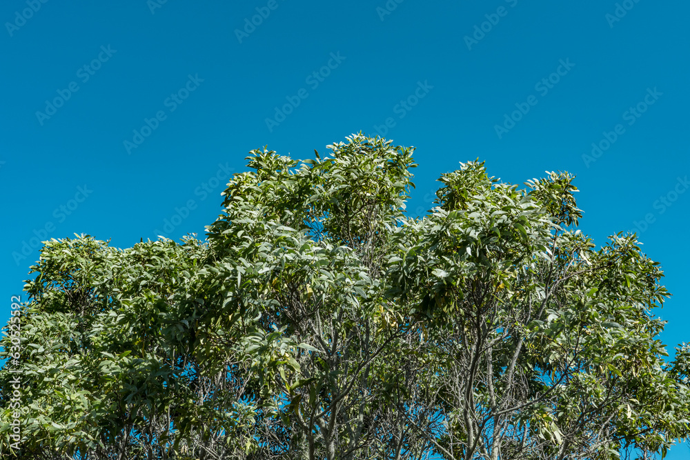 Acacia koa, commonly known as koa,[3] is a species of flowering tree in ...